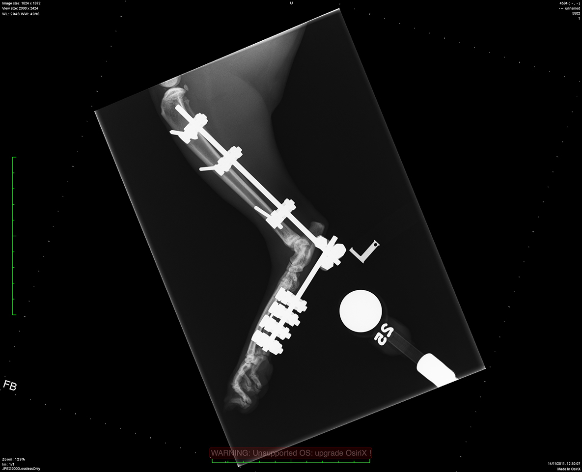 Orthopaedics: focusing on feline hock injuries