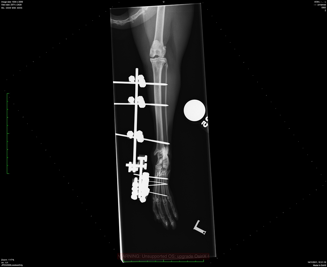 Orthopaedics: focusing on feline hock injuries