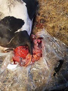 Bovine uterine prolapses – causes, correction and care