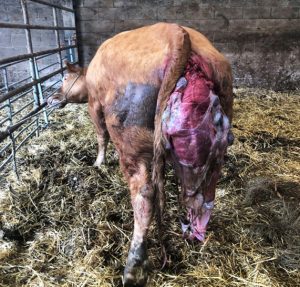 Bovine uterine prolapses – causes, correction and care