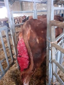 Bovine uterine prolapses – causes, correction and care
