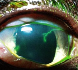 Corneal ulcers in cats