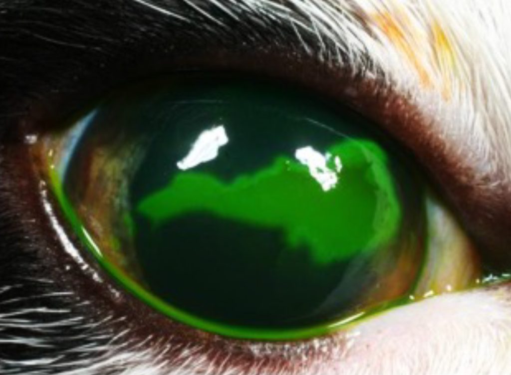 Corneal ulcers in cats
