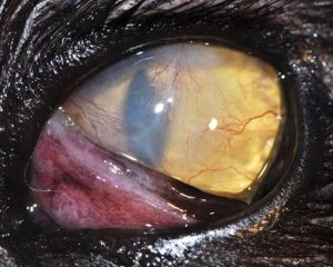 Corneal ulcers in cats