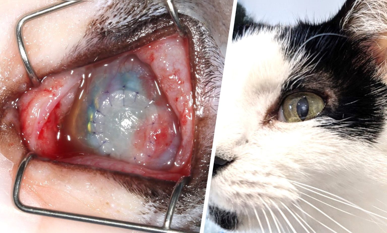 Corneal ulcers in cats