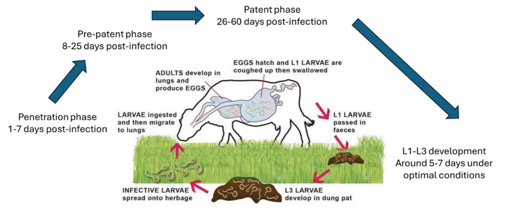 Vet Times: Latest Veterinary News, Jobs & Clinical Resources