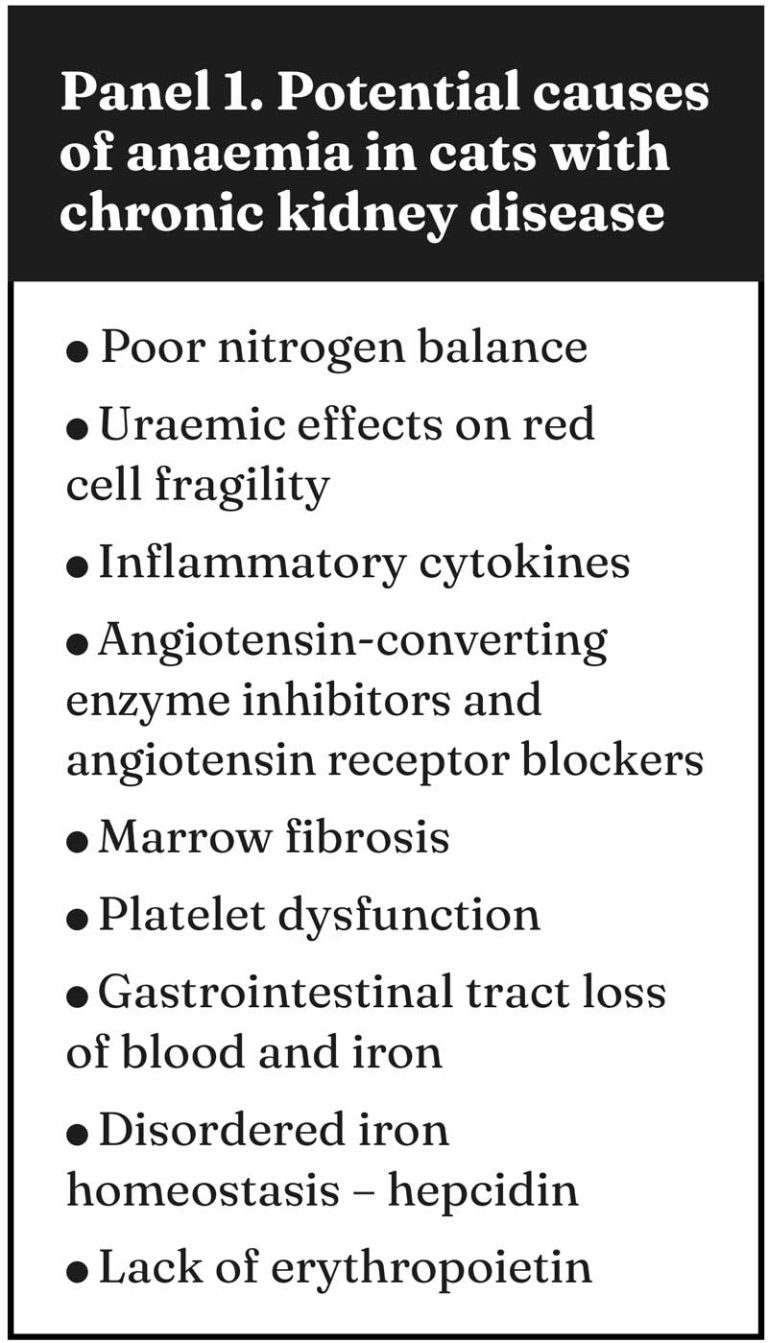 Chronic kidney disease in cats – management options beyond diet